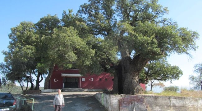 KADIKÖY’DE “GELİNDEDE VE ŞIP ŞIP DEDE MEŞESİ” - KÜLTÜR SANAT - Akbaba ...